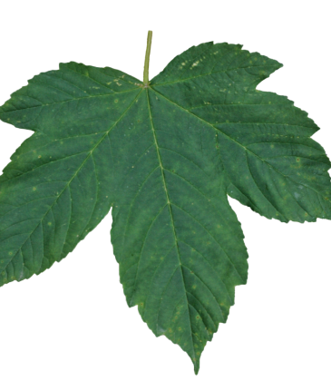 Home - Pluto Cannabis